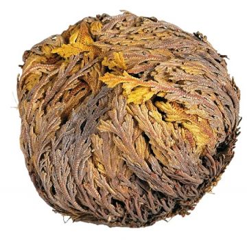 The Resurrection Plant: Unveiling the Mysteries of the Flower of Jeric ...